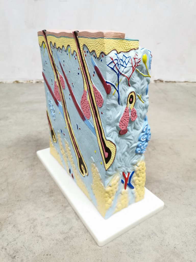 Skin scale model body part vintage huid zenuw schaalmodel anatomisch ...