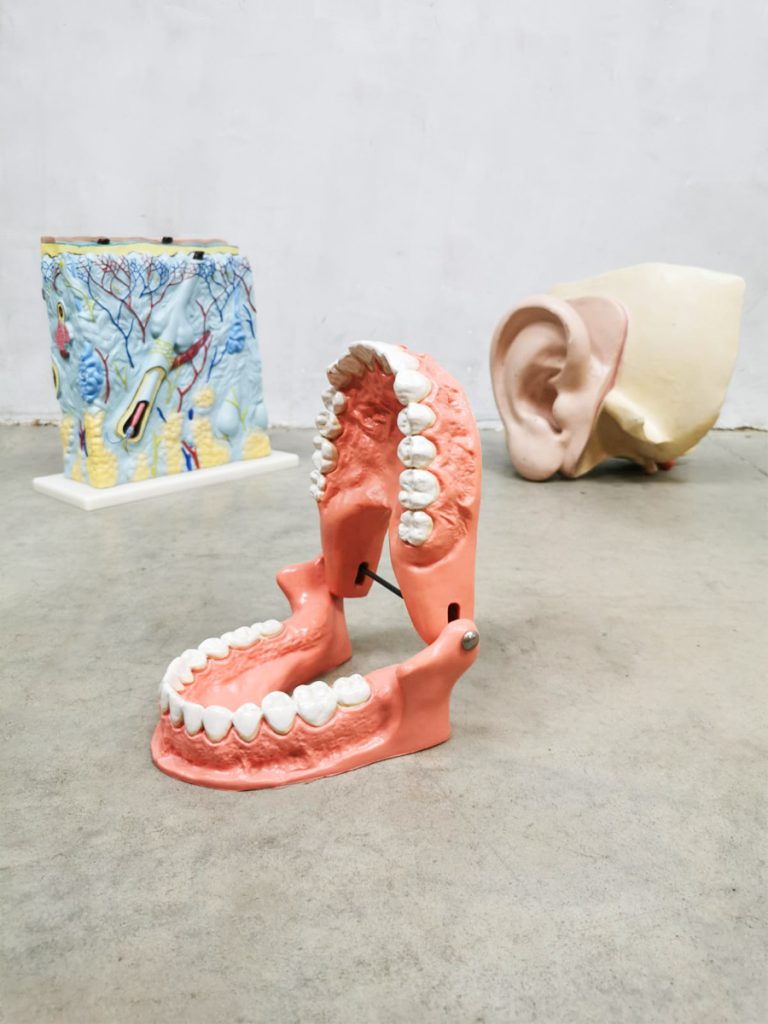 Vintage anatomic ear teeth skin model oor gebit huid | Bestwelhip
